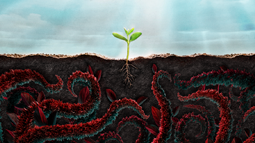 Soybeans | Agriculture | BASF